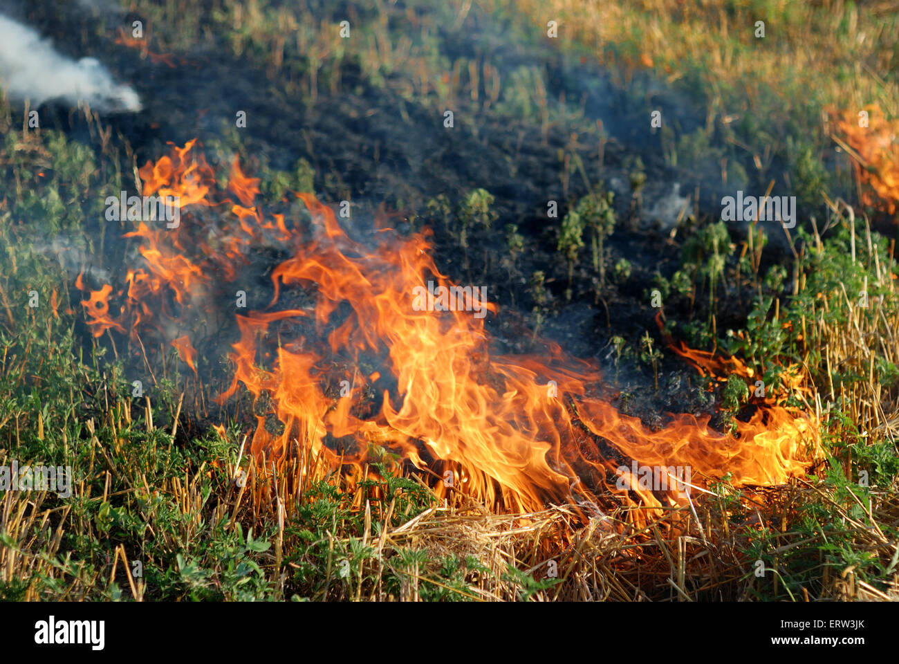 Big red fire in the dry grass field Stock Photo - Alamy
