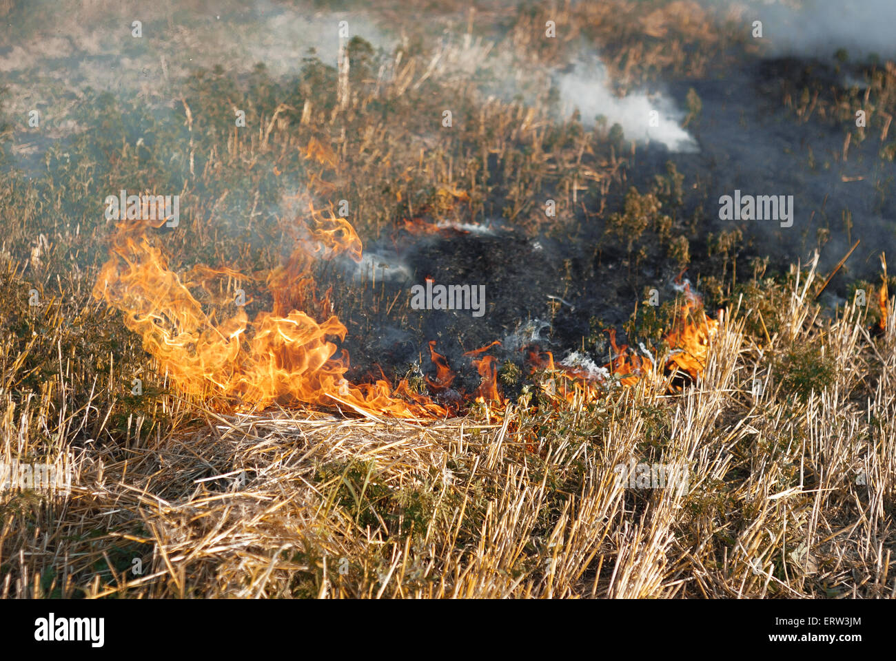 Big red fire in the dry grass field Stock Photo - Alamy