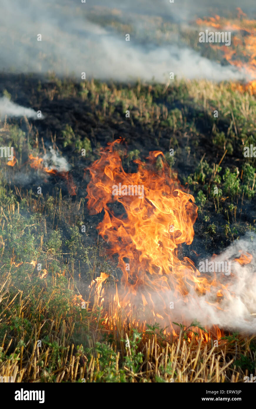 Big red fire in the dry grass field Stock Photo - Alamy