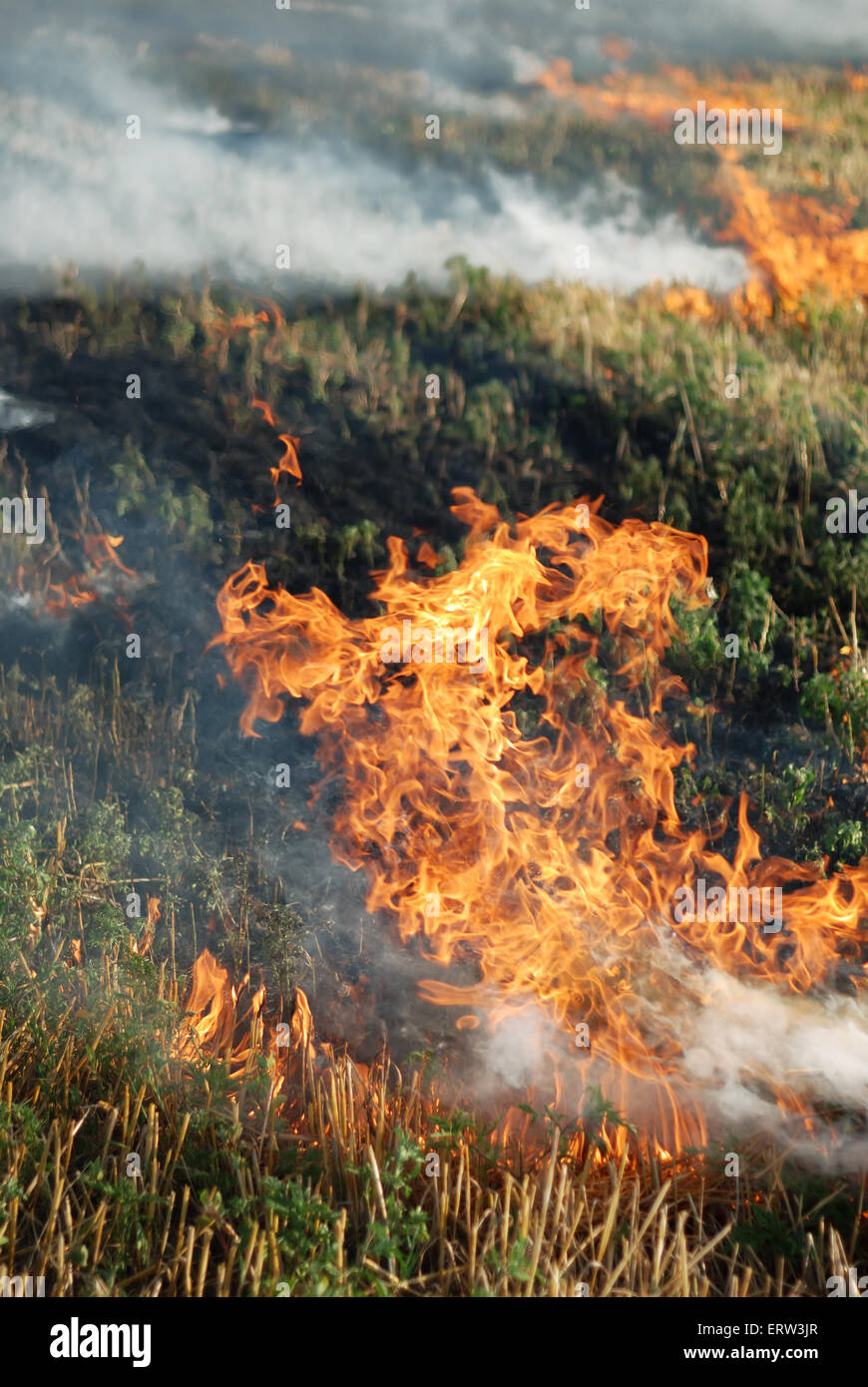 Big red fire in the dry grass field Stock Photo - Alamy