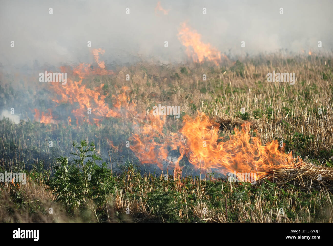 Big red fire in the dry grass field Stock Photo - Alamy