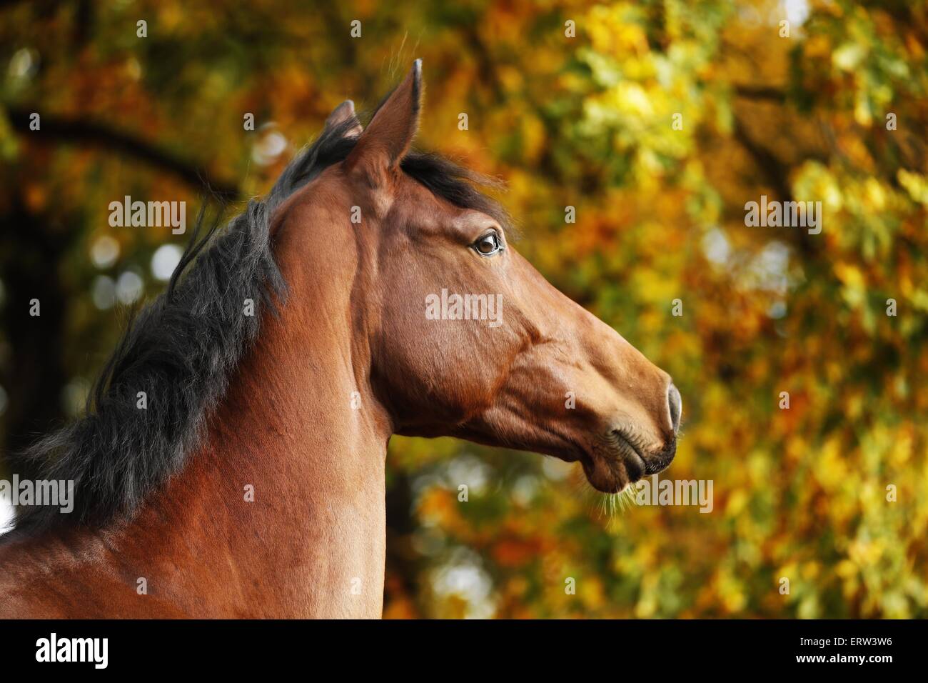 Fall foliage horse hi-res stock photography and images - Alamy
