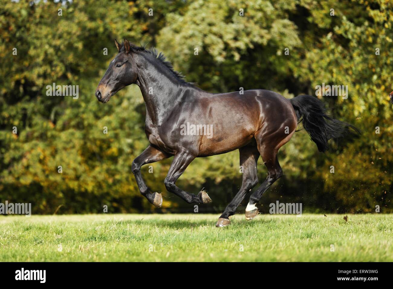 Brown gelding horse running hi-res stock photography and images - Alamy