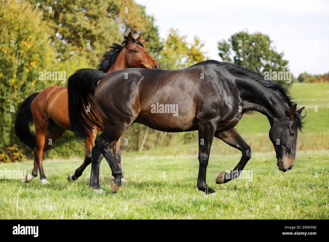 Horse relaxed hi-res stock photography and images - Alamy