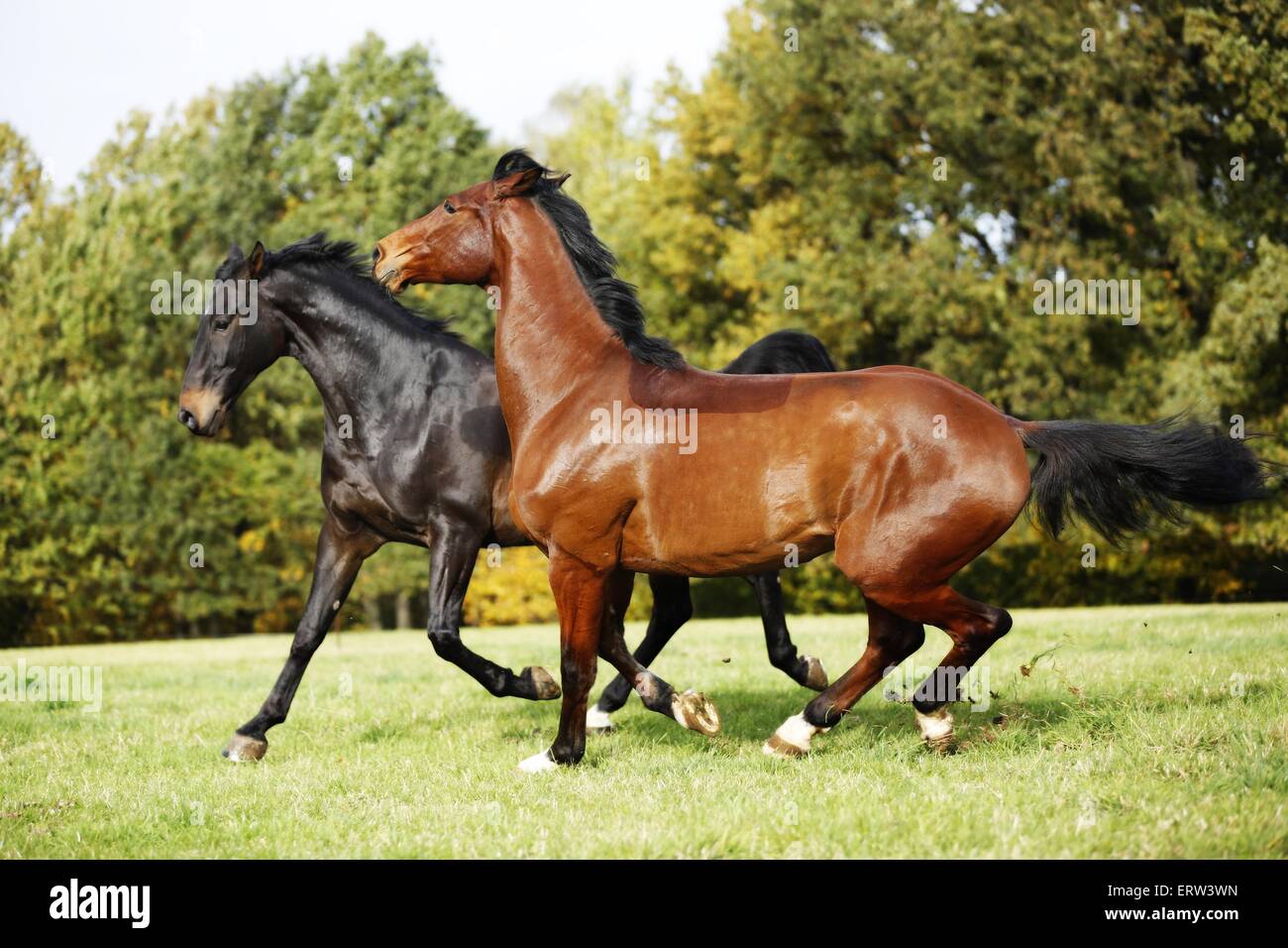 Two cantering horses hi-res stock photography and images - Alamy