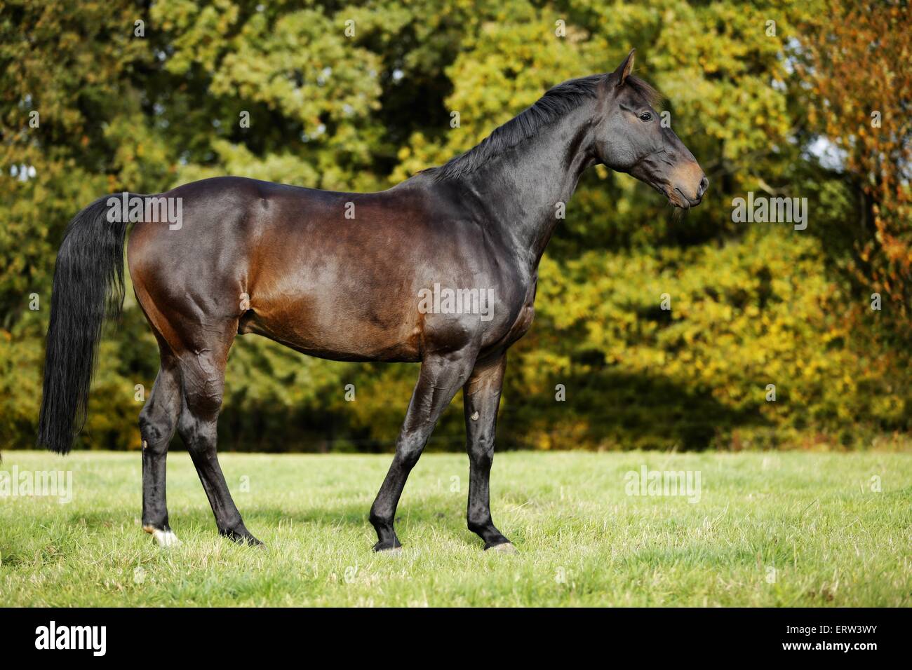Dark brown horse stands hi-res stock photography and images - Alamy