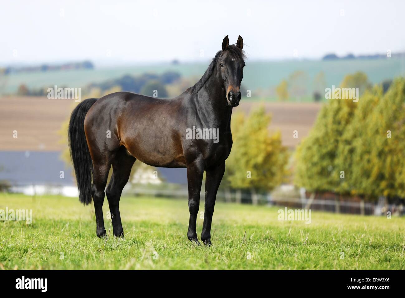 Dark brown horse stands hi-res stock photography and images - Alamy