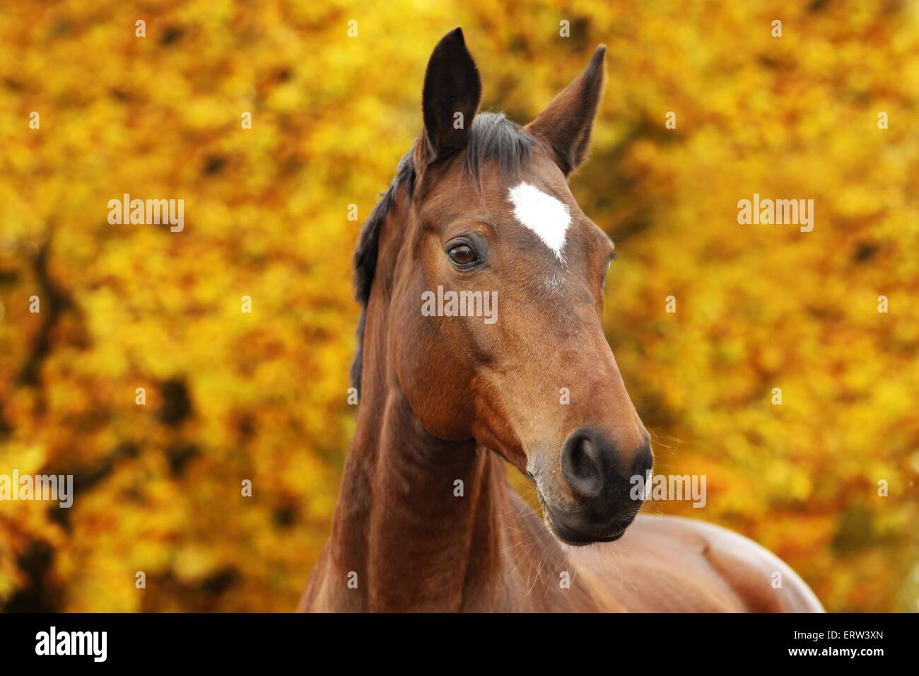 Trakehner horse hi-res stock photography and images - Alamy