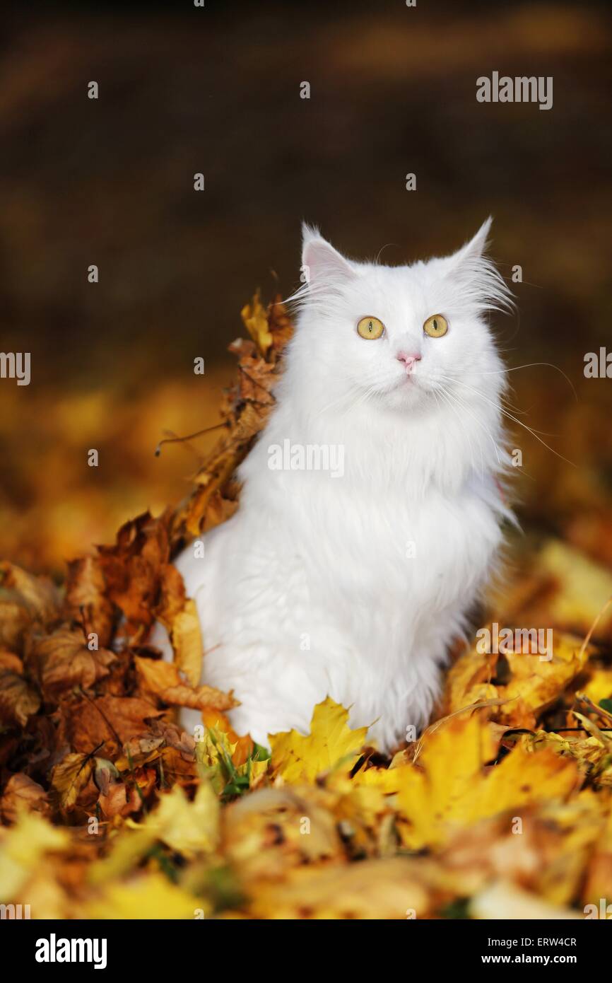 Male siberian cat hi-res stock photography and images - Alamy