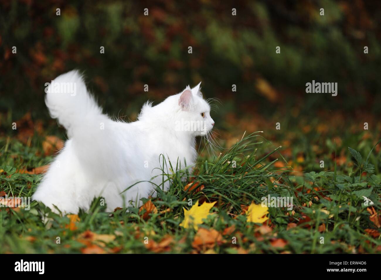white Siberian Cat Stock Photo - Alamy