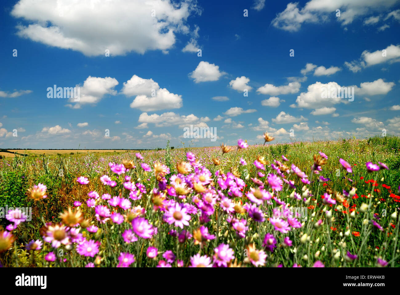 Summer landscape with field flowers. Focus on horizon Stock Photo - Alamy