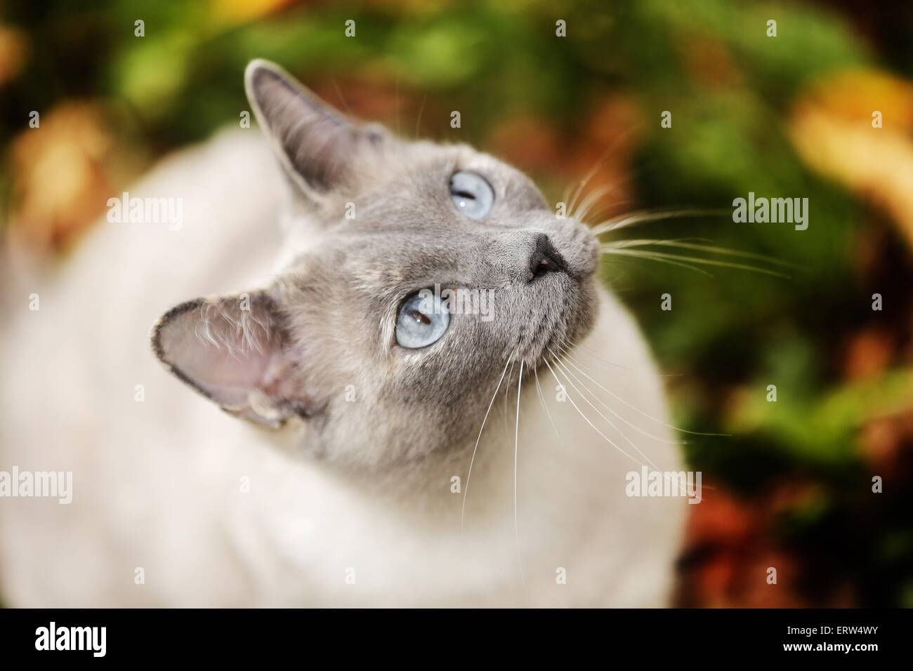 Thai blue point hi-res stock photography and images - Alamy