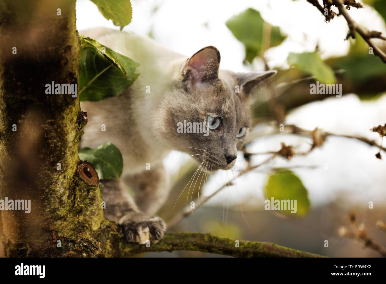 Thai blue point hi-res stock photography and images - Alamy