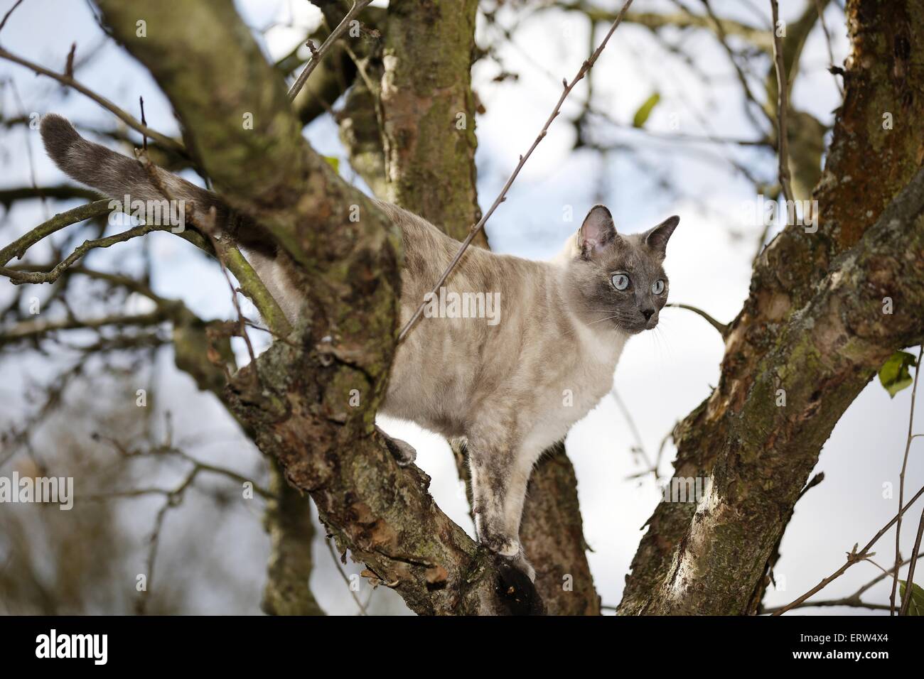 Thai blue point hi-res stock photography and images - Alamy