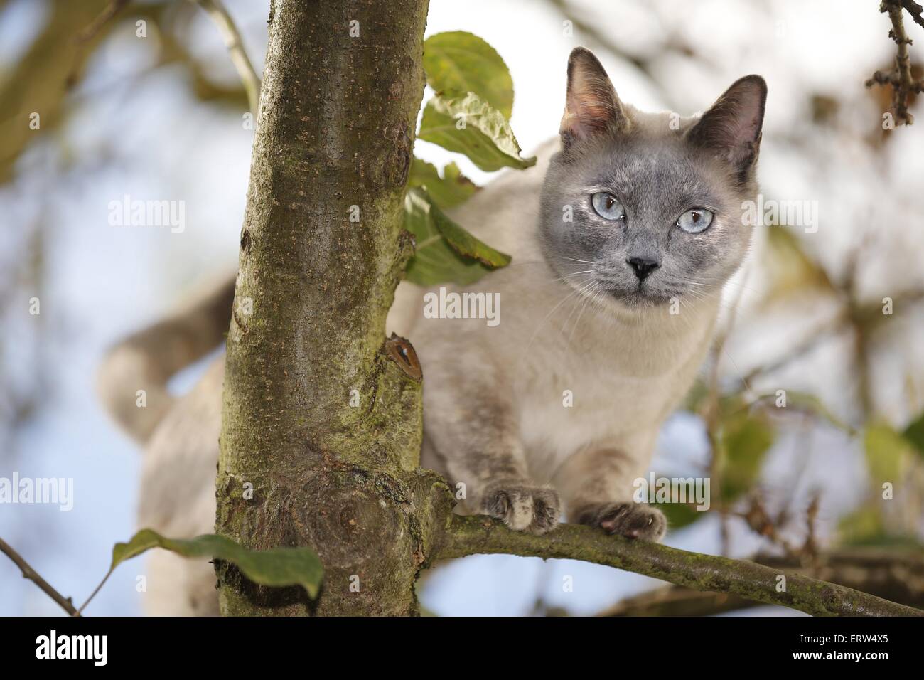 Thai blue point hi-res stock photography and images - Alamy