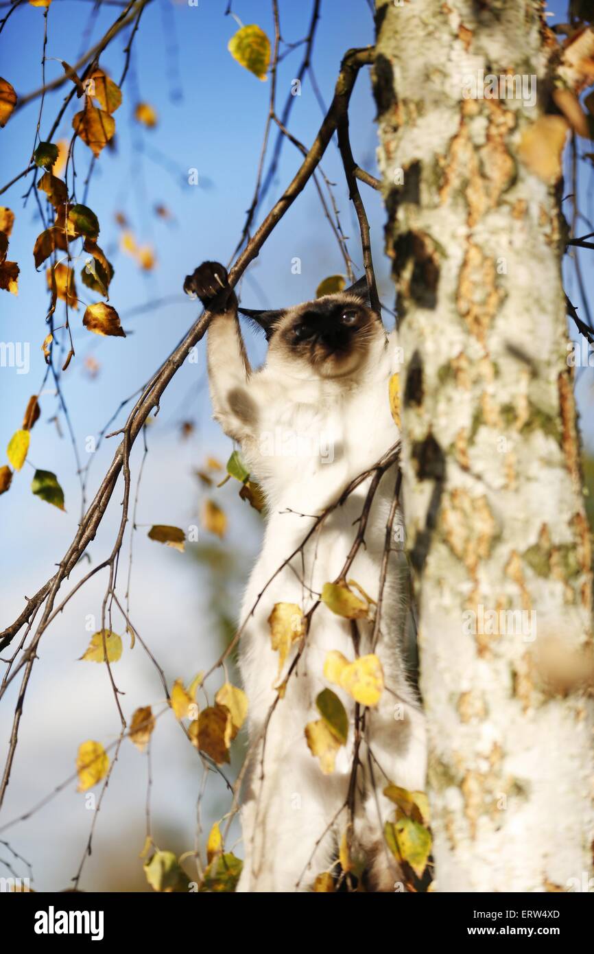 Cat falling tree hi-res stock photography and images - Alamy