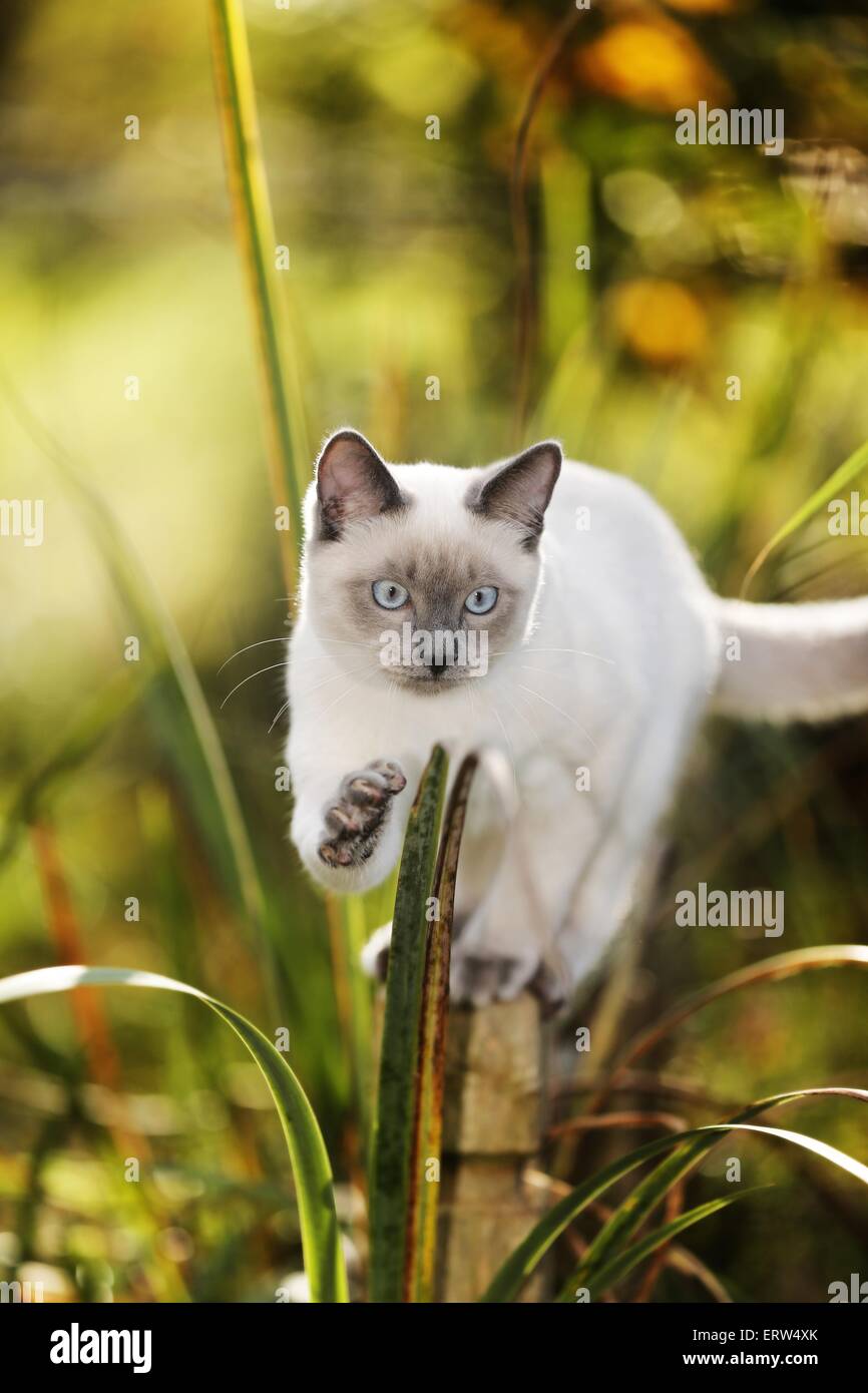 Cat poised hi-res stock photography and images - Alamy