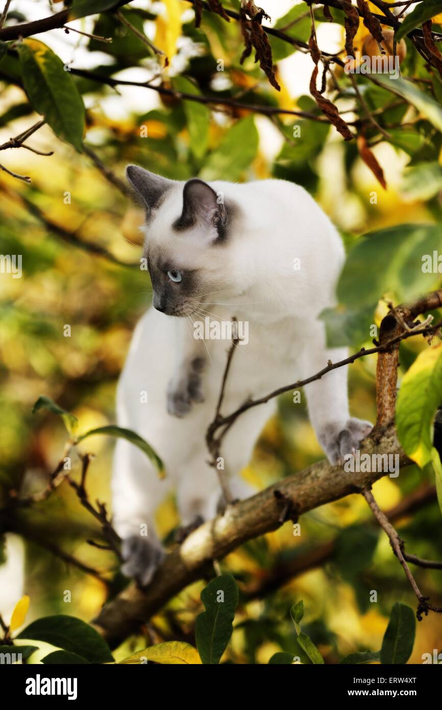 Thai on tree Stock Photo - Alamy