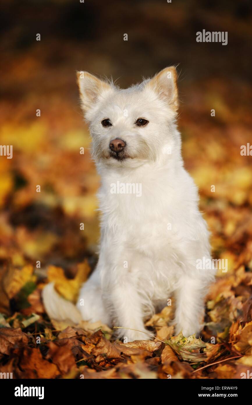 White mongrel hi-res stock photography and images - Alamy