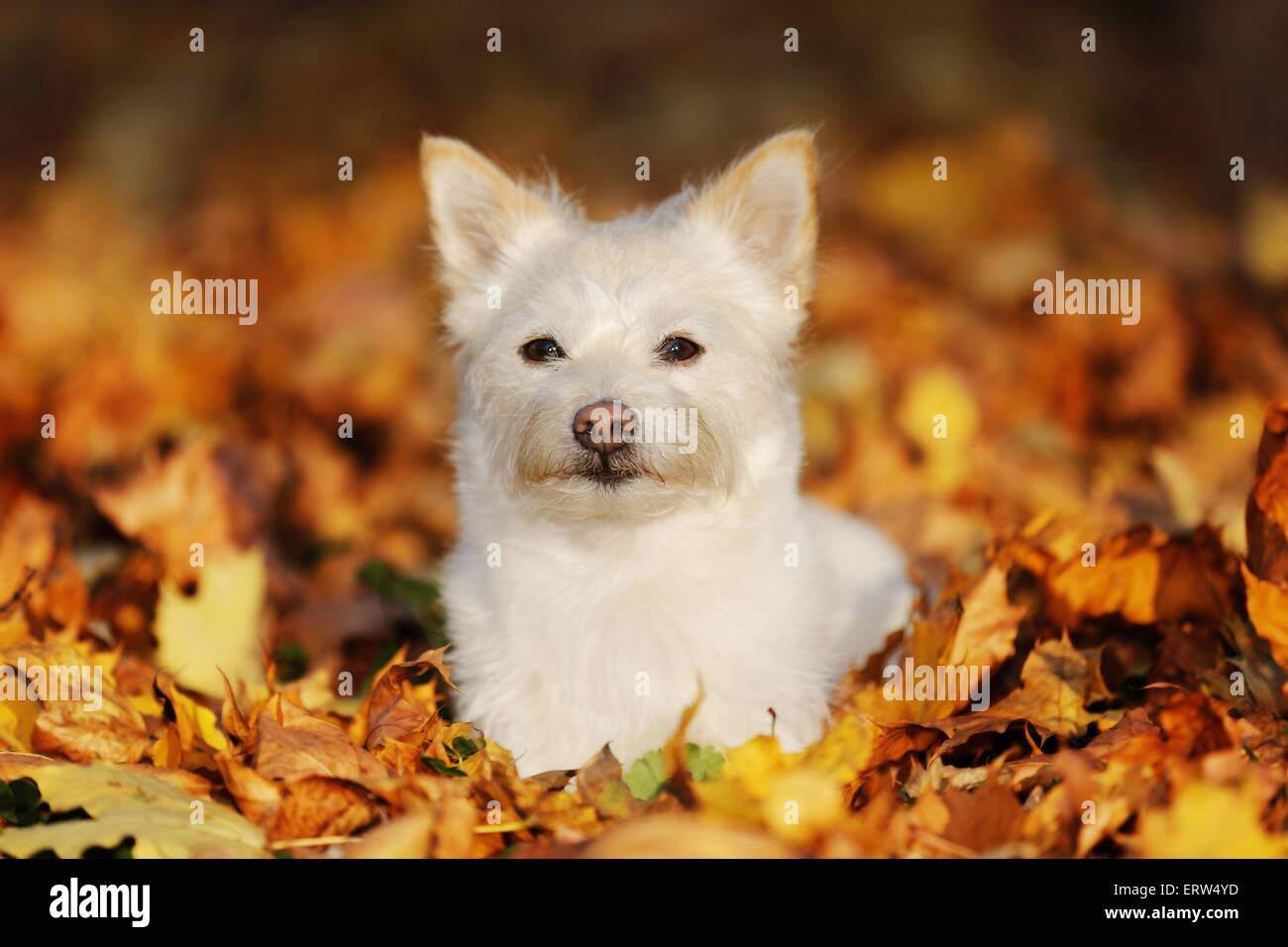 Mongrel autumn time hi-res stock photography and images - Alamy