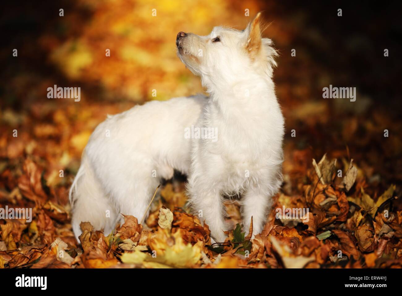 Mongrel autumn time hi-res stock photography and images - Alamy