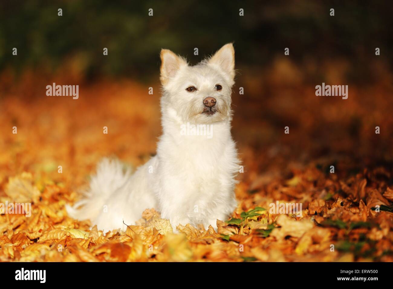 Mongrel autumn time hi-res stock photography and images - Alamy
