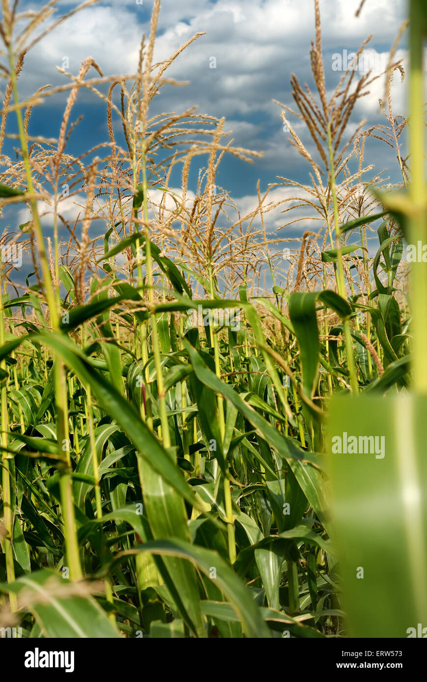 Young vegetation on a corn field against the dark sky Stock Photo - Alamy