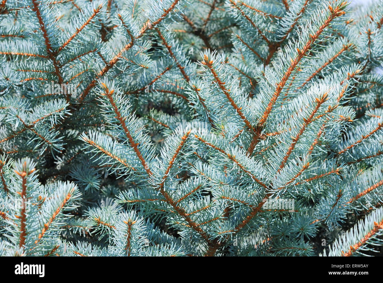 Background from branches of a natural fur-tree Stock Photo - Alamy