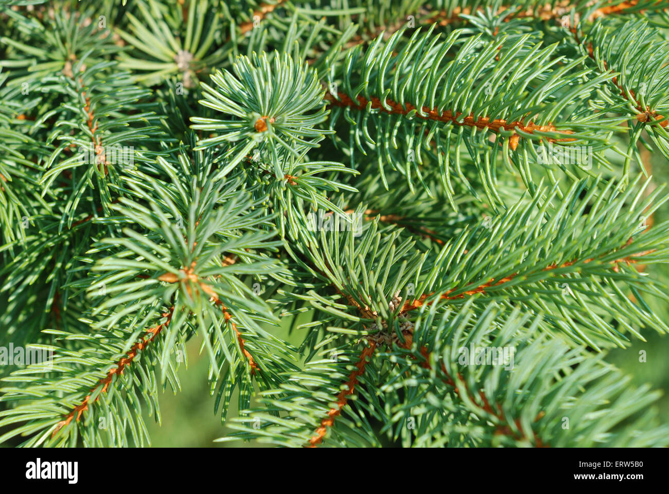 Background from branches of a natural fur-tree Stock Photo - Alamy