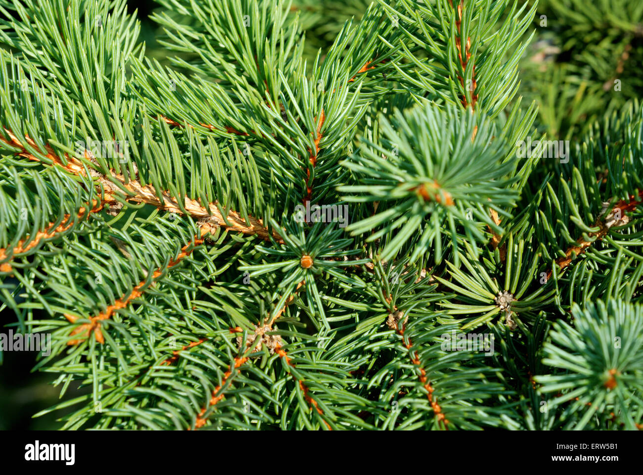 Background from branches of a natural fur-tree Stock Photo - Alamy
