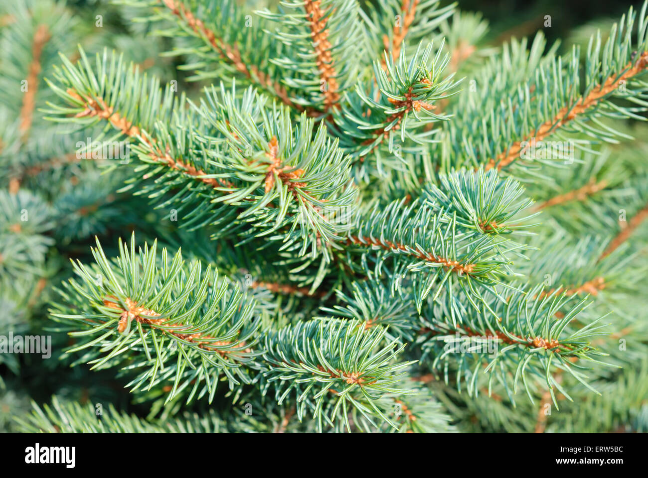 Background from branches of a natural fur-tree Stock Photo - Alamy