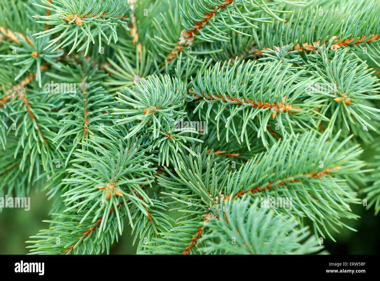 Background from branches of a natural fur-tree Stock Photo - Alamy