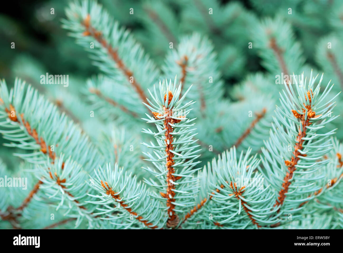 Background from branches of a natural fur-tree Stock Photo - Alamy