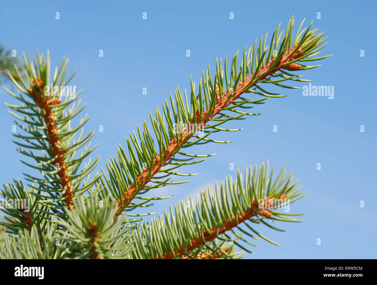 Background from branches of a natural fur-tree Stock Photo - Alamy