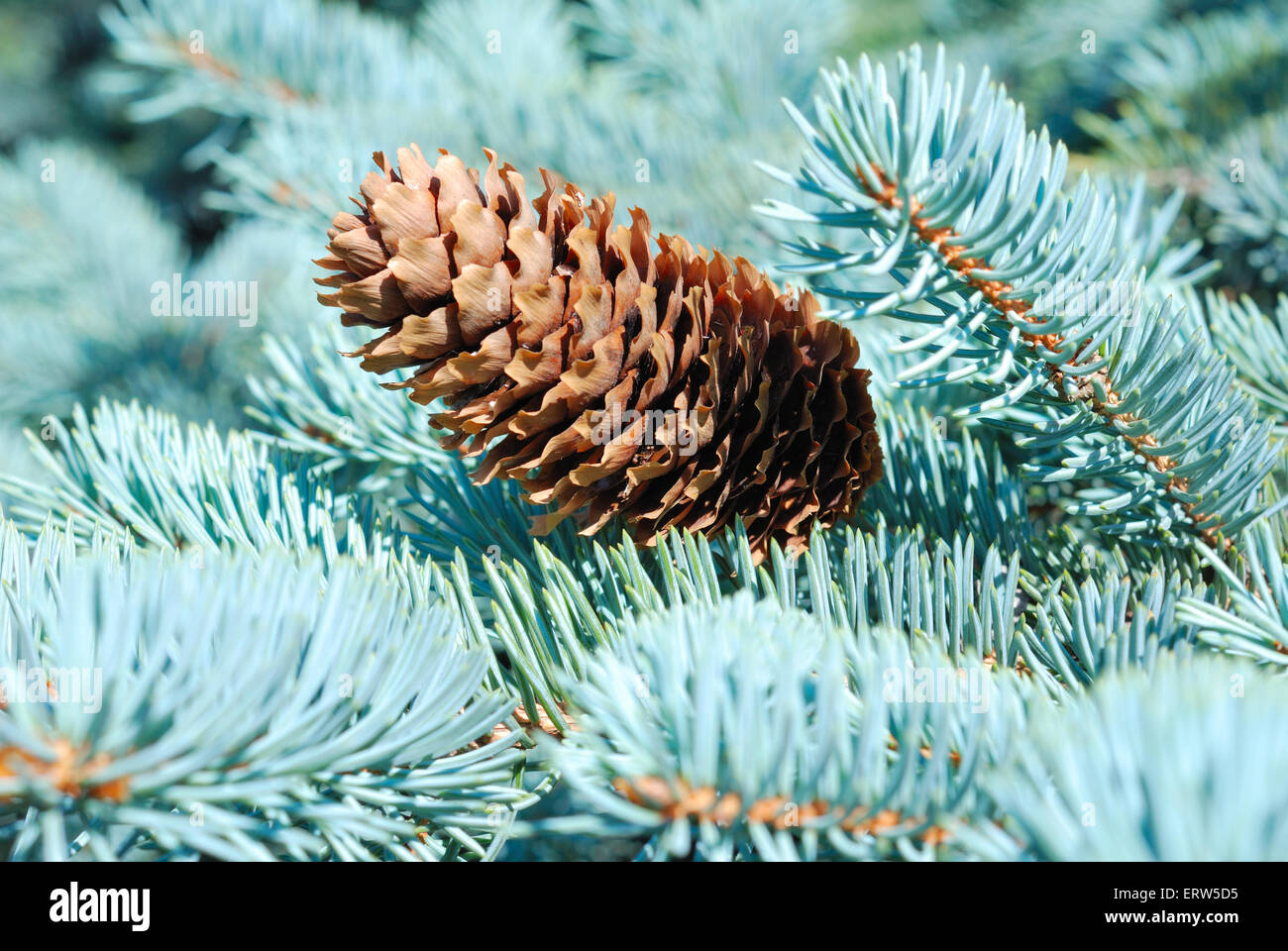 Background from branches of a natural fur-tree Stock Photo - Alamy