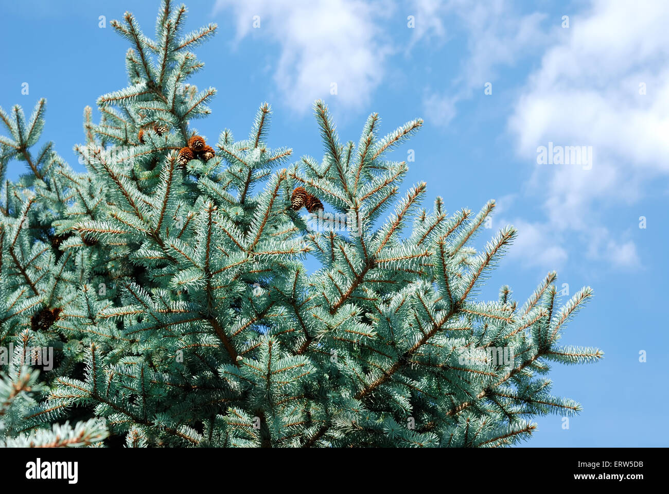Background from branches of a natural fur-tree Stock Photo - Alamy