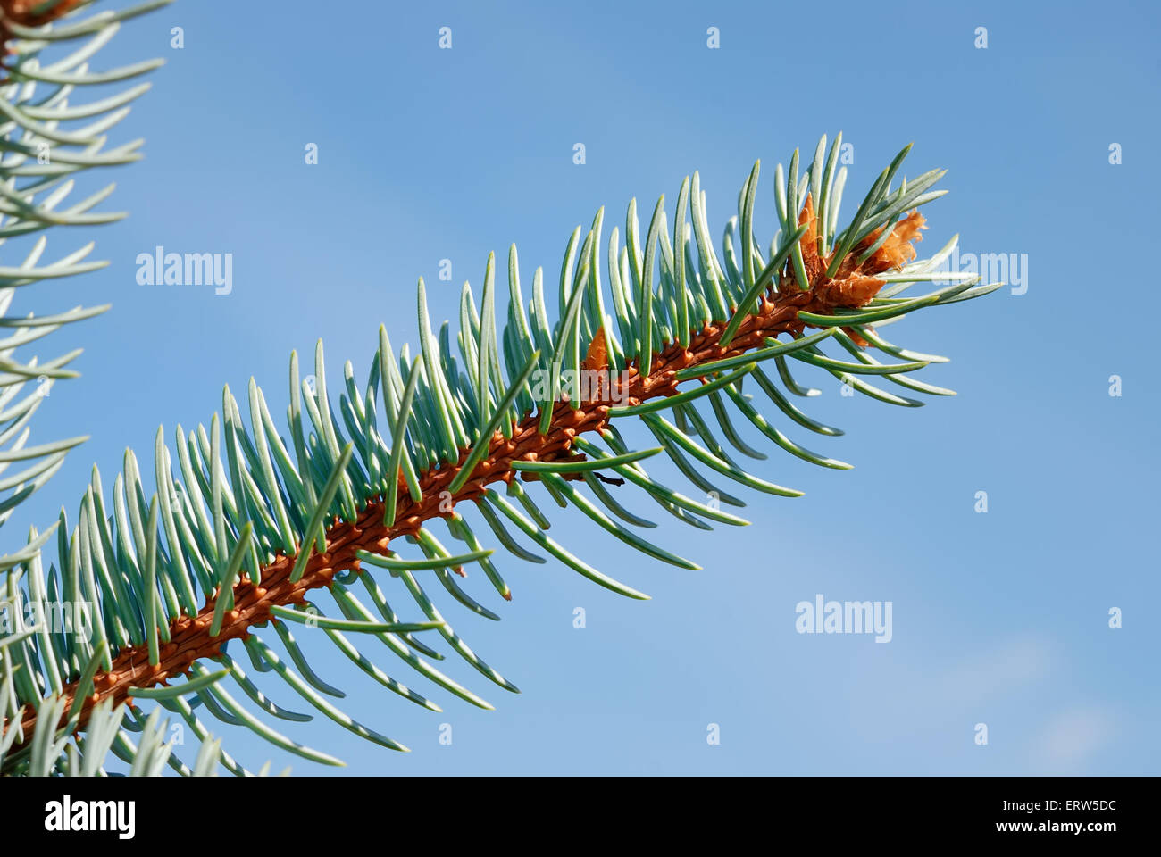 Background from branches of a natural fur-tree Stock Photo - Alamy