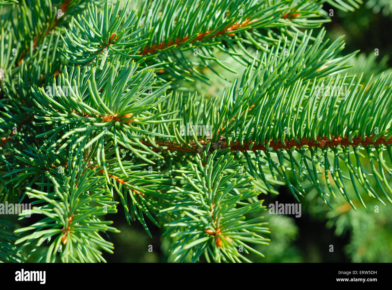Background from branches of a natural fur-tree Stock Photo - Alamy