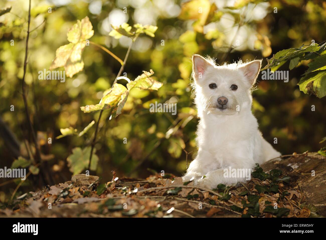 Mongrel autumn time hi-res stock photography and images - Alamy