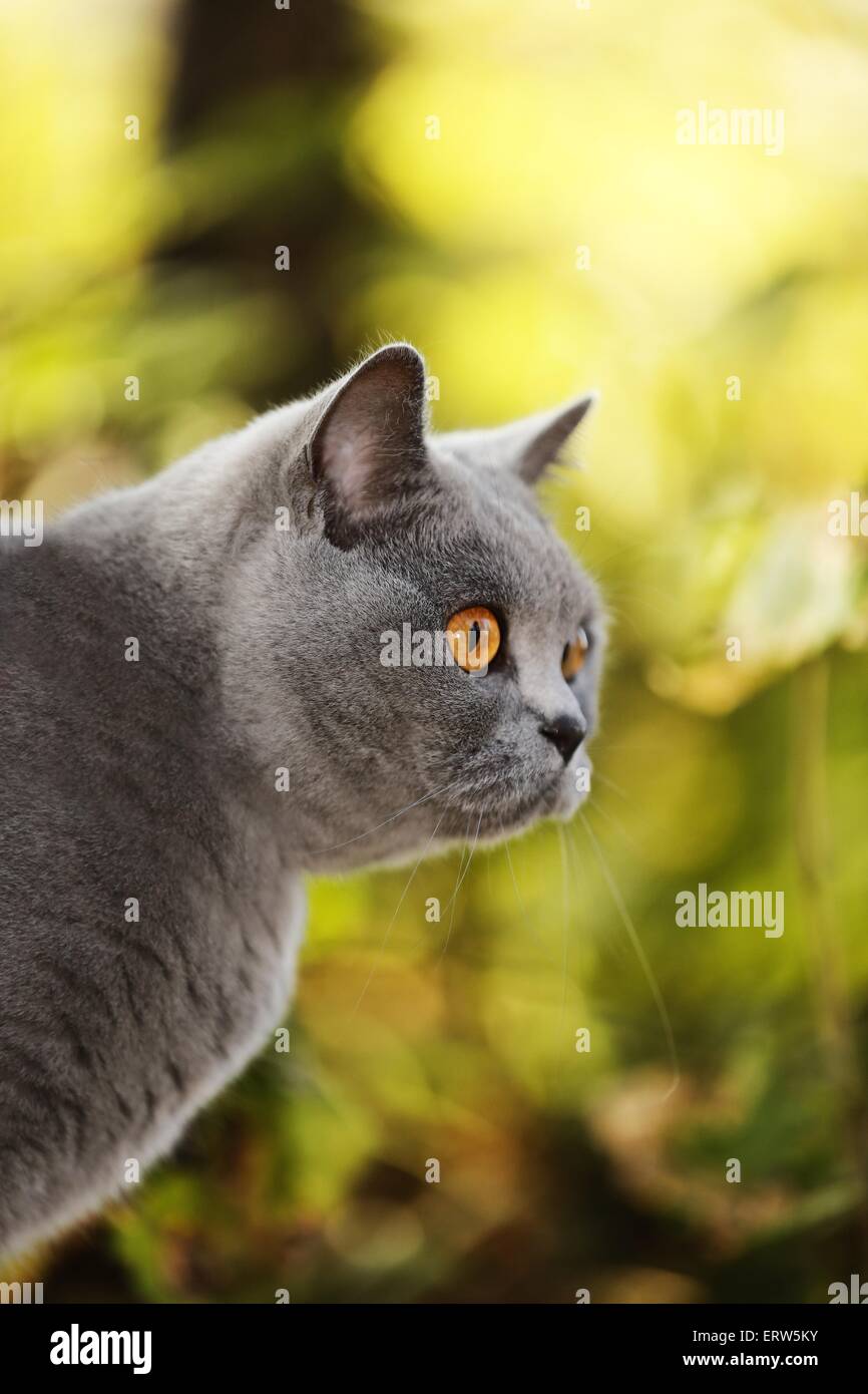 British Shorthair portrait Stock Photo - Alamy