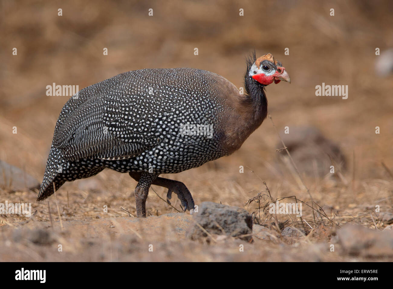 Helmeted Guineafowl (Numidia meleagris Stock Photo - Alamy
