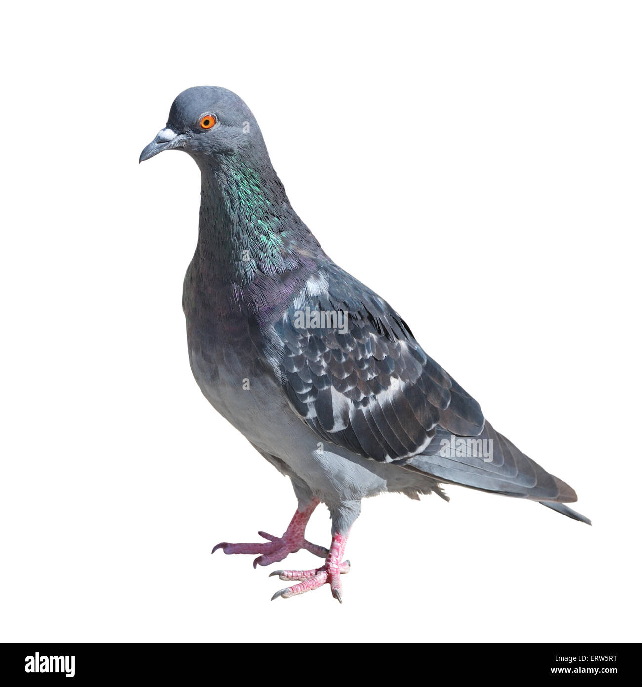 One grey pigeon isolated on white background Stock Photo - Alamy