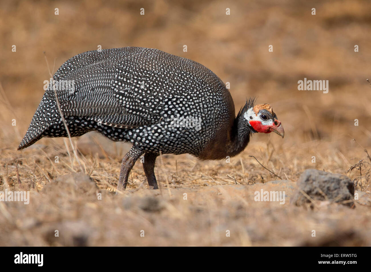 Numidia High Resolution Stock Photography and Images - Alamy