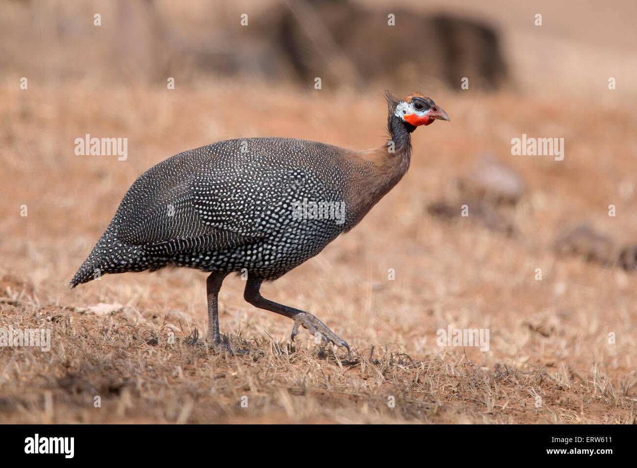 Numidia hi-res stock photography and images - Alamy