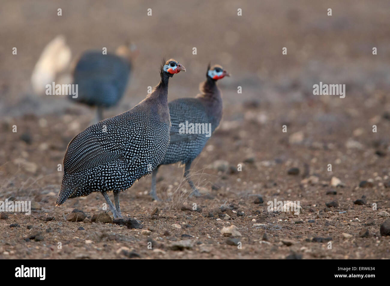 Numidia High Resolution Stock Photography and Images - Alamy