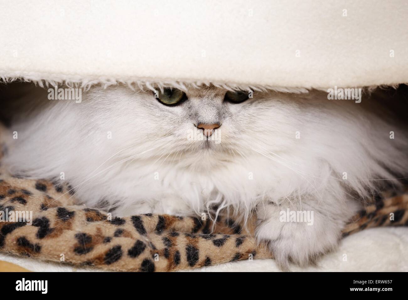 Tabby highlander hi-res stock photography and images - Alamy