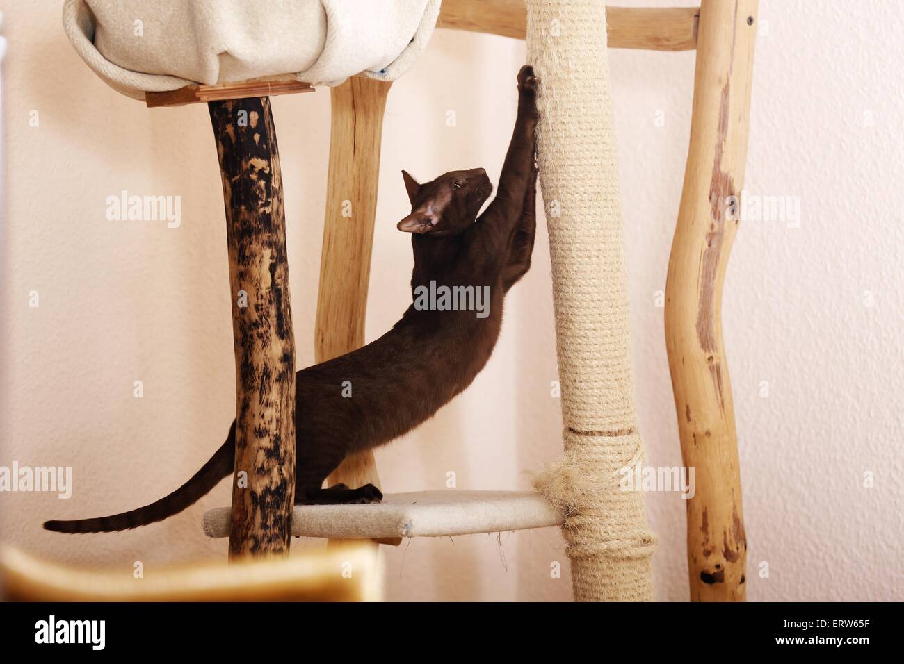 Sisal for cats hi-res stock photography and images - Alamy