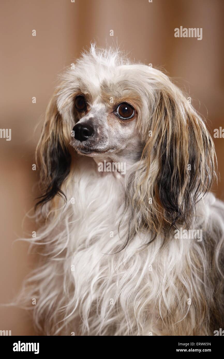 Chinese Crested Powderpuff Portrait Stock Photo - Alamy