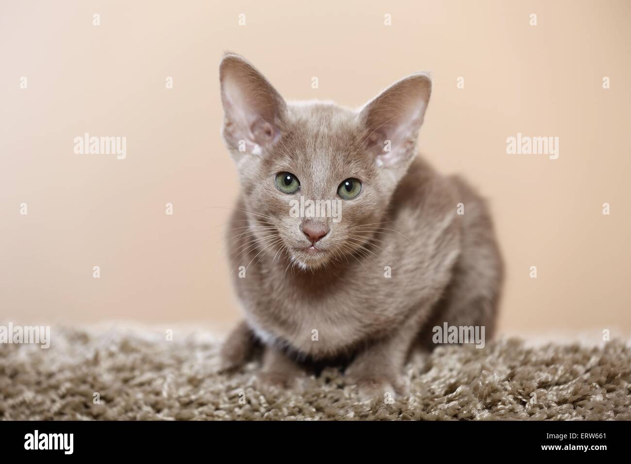 Oriental shorthair baby cat hi-res stock photography and images - Alamy