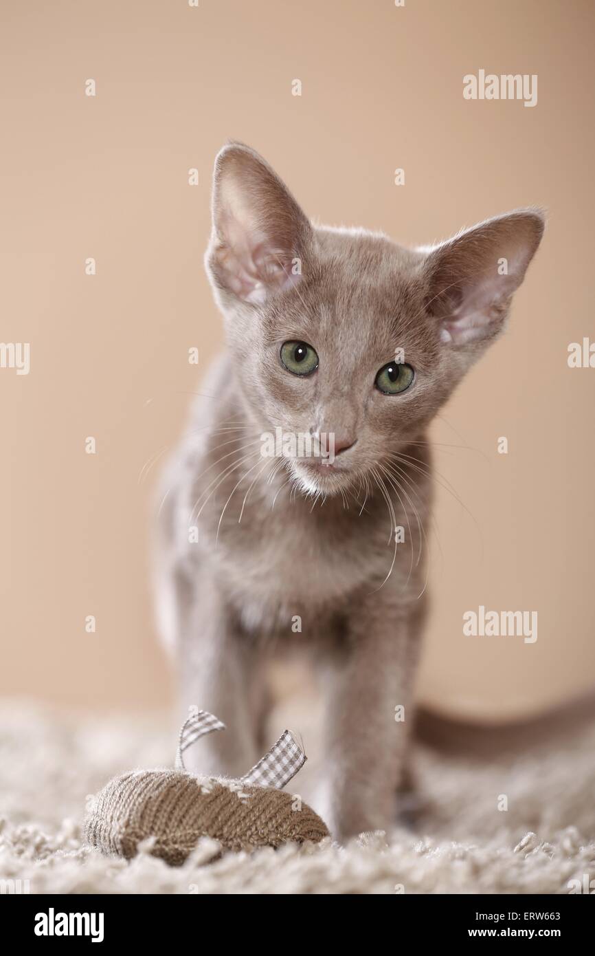 Oriental shorthair cat standing hi-res stock photography and images - Alamy